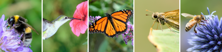 How to Create Your Own Pollinator Garden | Zena Taller - Ottawa Real Estate